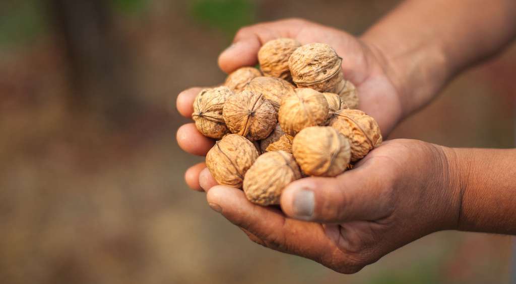 ALL_web_hands_walnuts - Farm Credit Alliance
